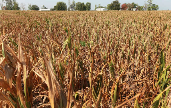 The Midwestern Drought Gets Even Worse, Raising Fears Over Food Prices ...