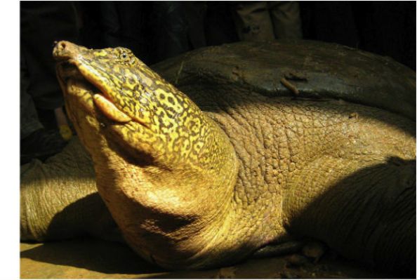 Red River Giant Softshell Turtle | 5 of the Most Endangered Species on ...