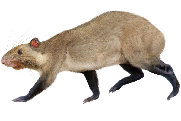 Ancient Rodents in Chilean Grasslands | Science & Space | TIME.com