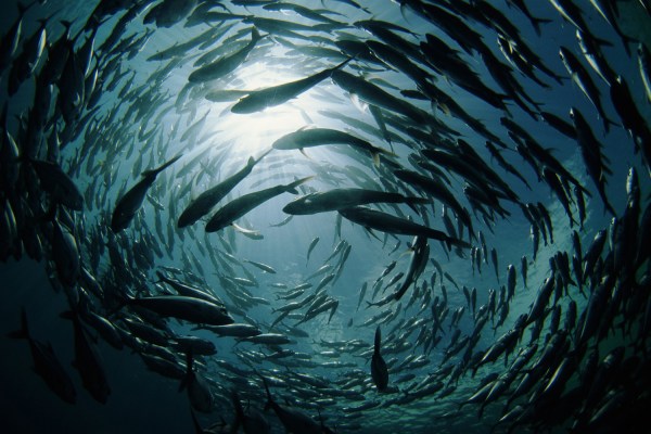 Tipsy Fish: Anti-Anxiety Meds in the Rivers | TIME.com