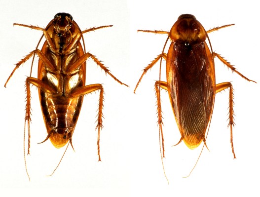 Mutant Cockroaches Have Learned to Evade Sugar Traps | TIME.com