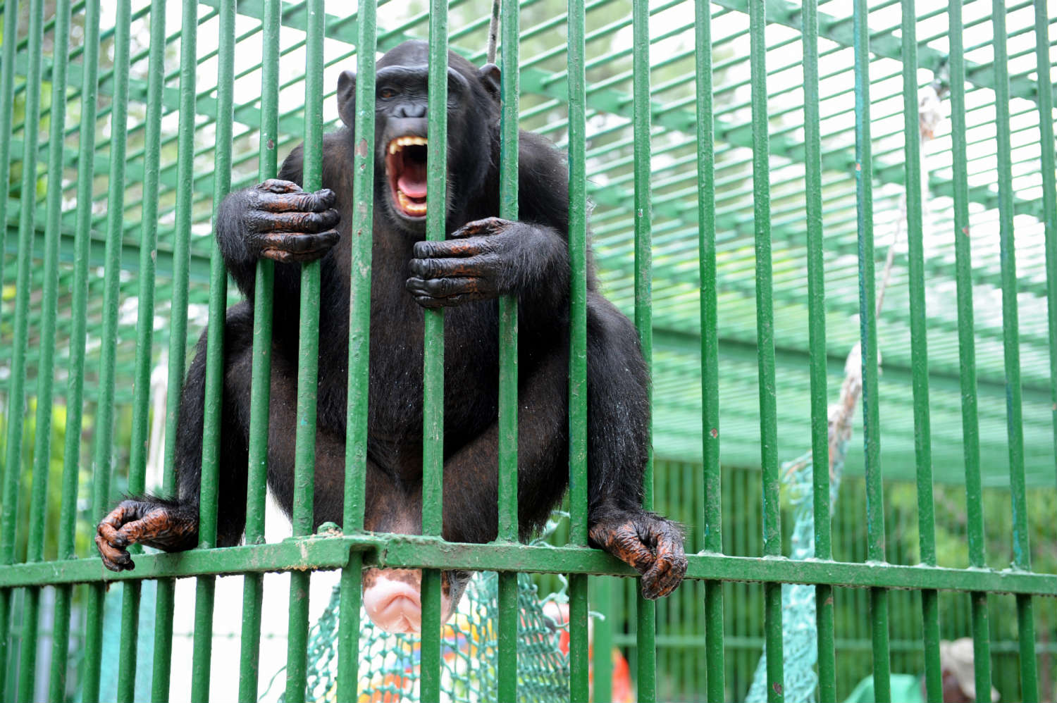 Chimpanzees In Captivity
