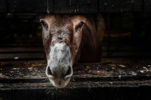 China Fake Donkey Meat Scandal Shows Danger of Food Fraud | TIME.com