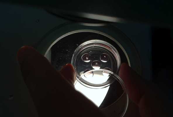 China Cloning Pigs on Industrial Scale | TIME.com